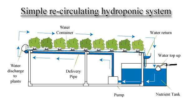 Simple re-circulating hydroponic system | World of Wasabi